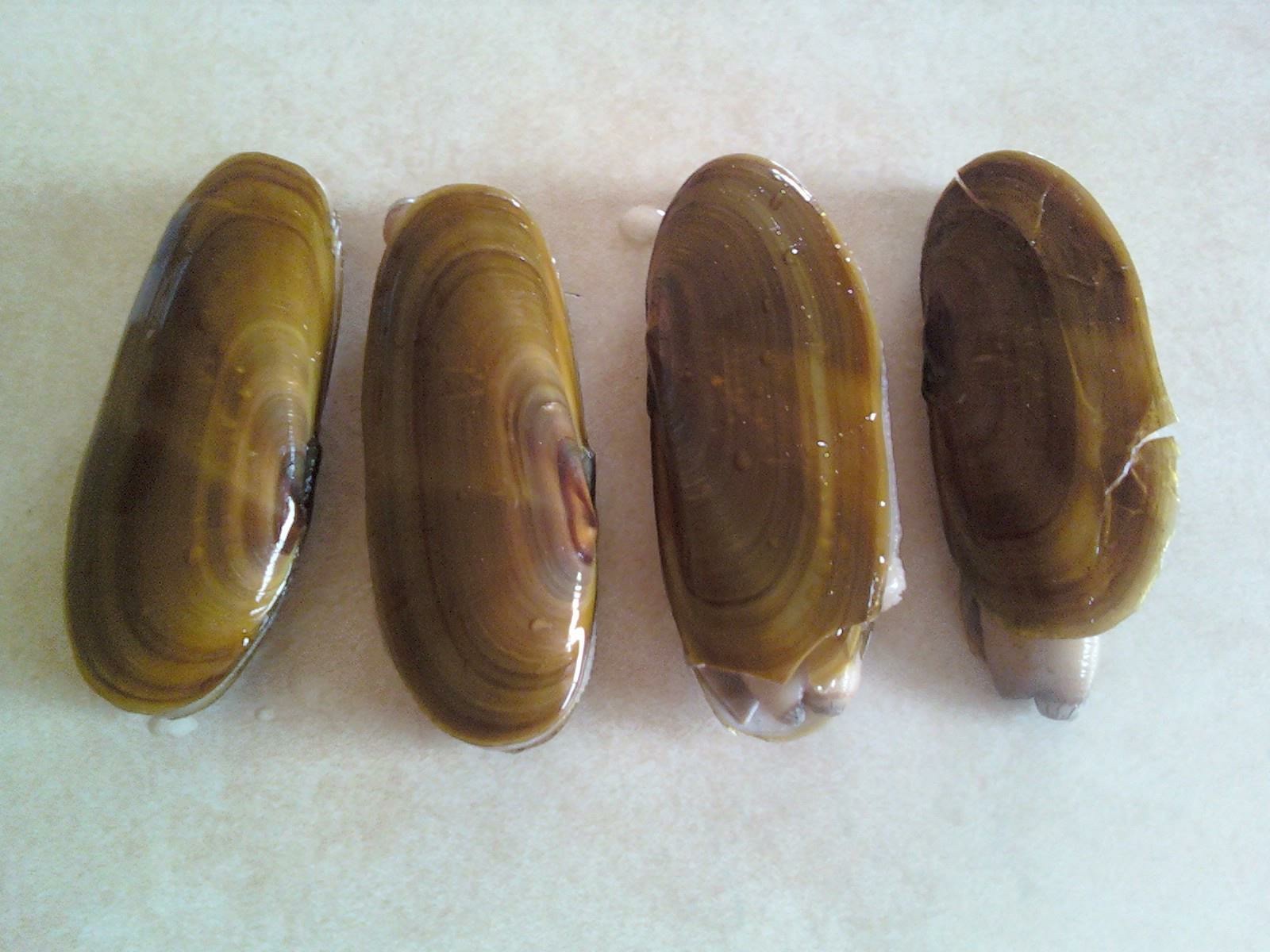 Washington Razor clam digs comming up in Febuary and more. - Northwest ...