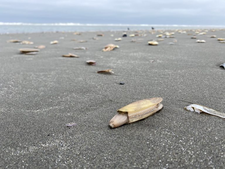 Up and coming razor clam digs to open in Washington State - Northwest ...