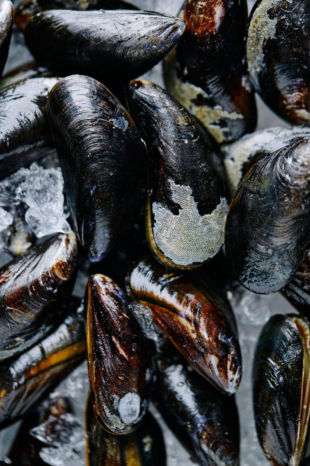 Mussel harvest reopens Cape Blanco to California border - Northwest ...