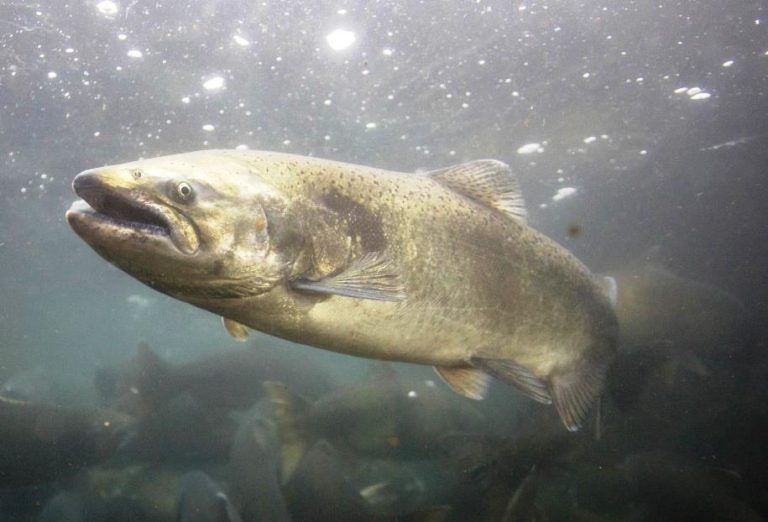 2026 Columbia River Spring Chinook season opens early - Northwest ...